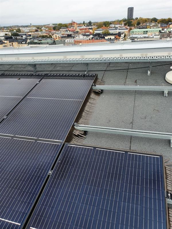 Häckande duvor skapar problem när de bygger bon under solpaneler | SOLENERGInyheter.se